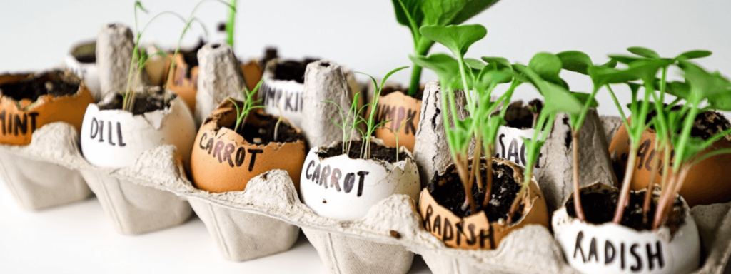 Easy Eggshell Planters for Kids - Education