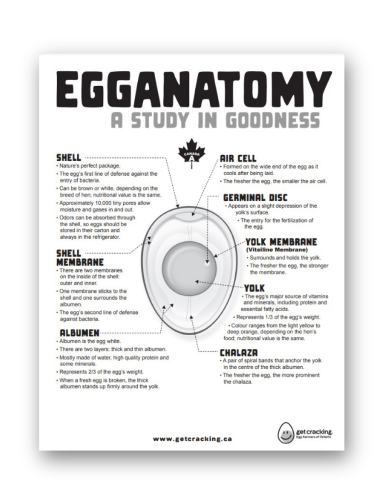 Egg Anatomy - Education